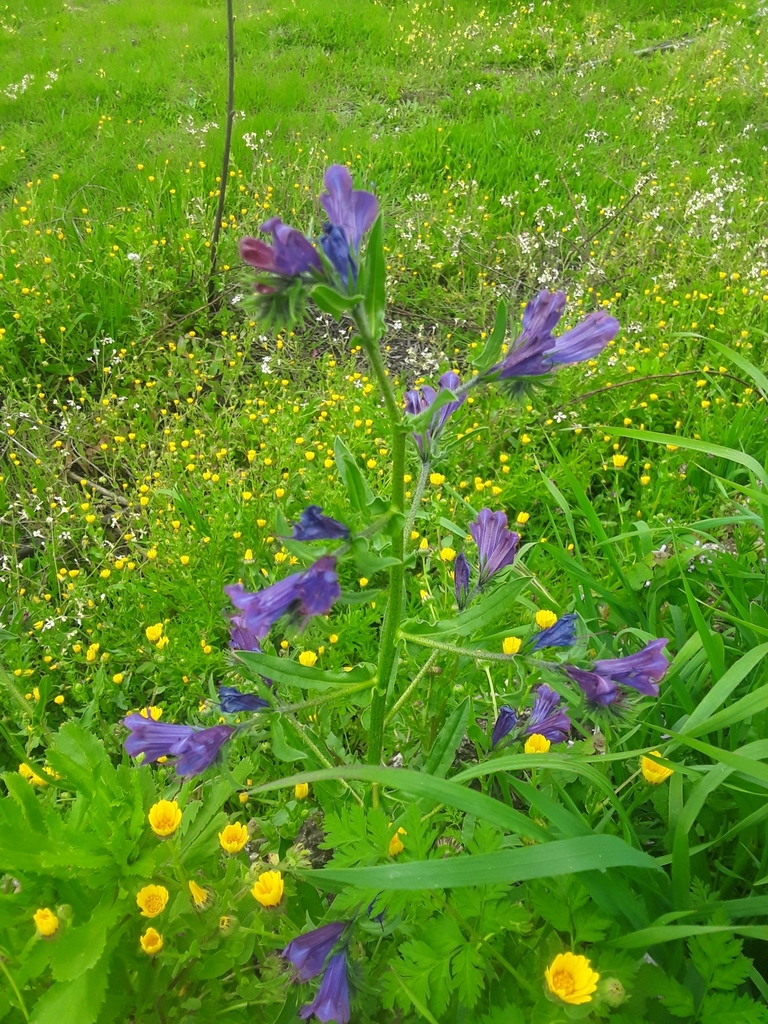 purple viper's-bugloss from Unnamed Road, 3420, Portugal on March 28 ...