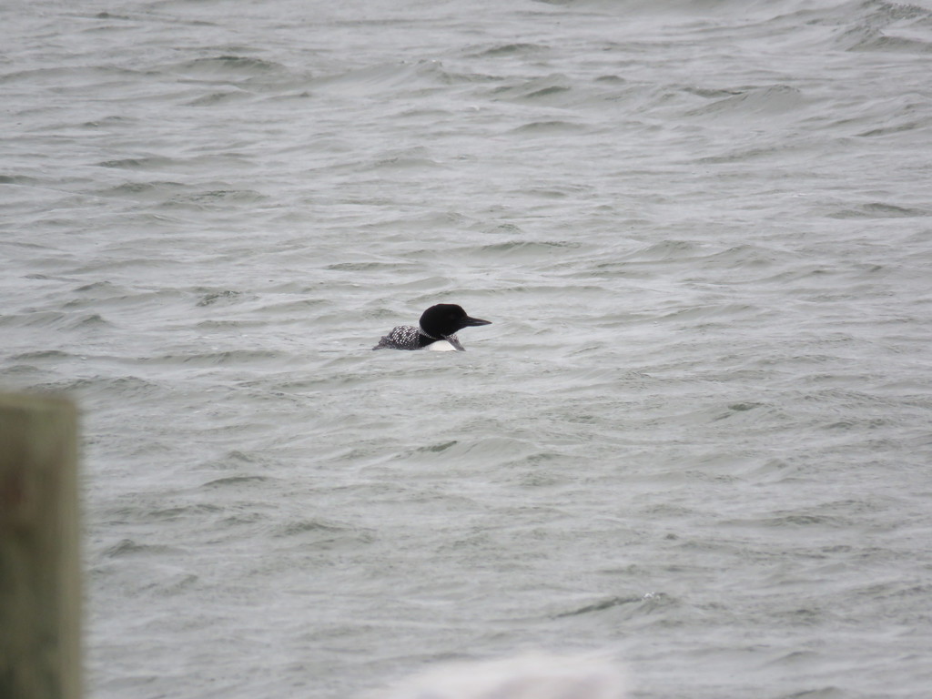 Common Loon from Ocracoke, NC 27960, USA on March 25, 2018 at 05:41 PM ...