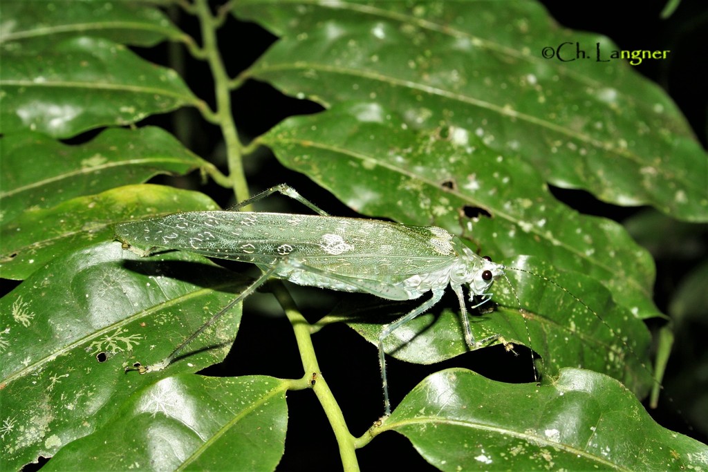Leaf Katydids from Lalut Birai research station Long Alango, Bahau Hulu ...