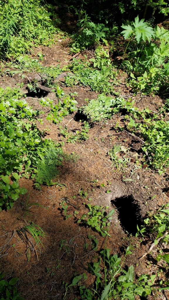 Mountain Beaver from Manning Park, BC V0X 1R0, Canada on July 22, 2021 ...