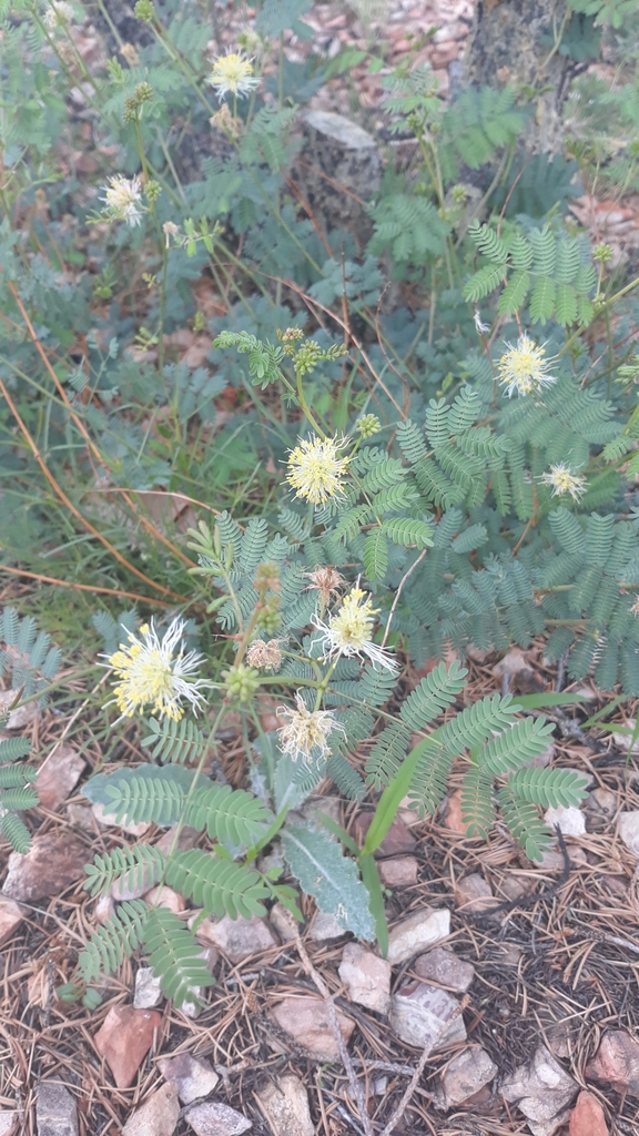 Cooley's Bundleflower in July 2021 by Rebecca Kriz · iNaturalist