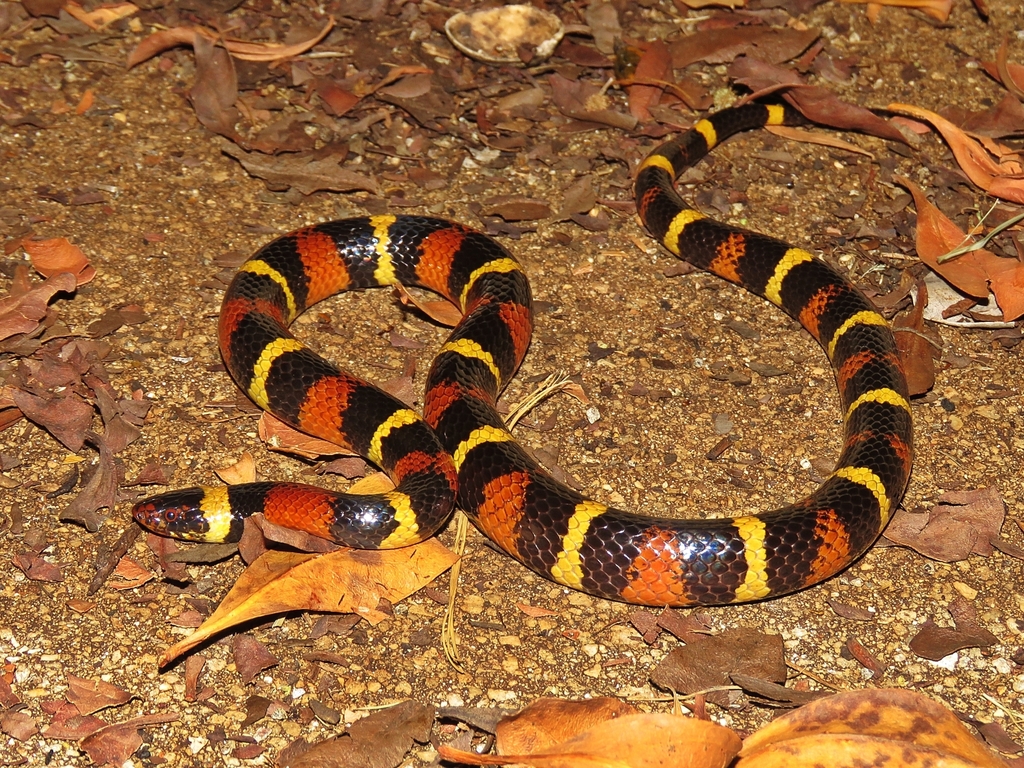 Scarlet Kingsnake from Flamingo, FL 33034, USA on August 3, 2018 at 08: ...