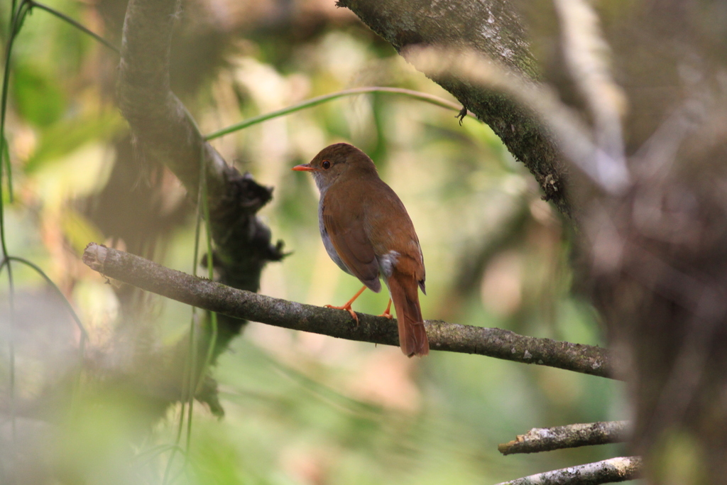 Orange-billed Nightingale-Thrush from Banderilla, Ver., México on March ...