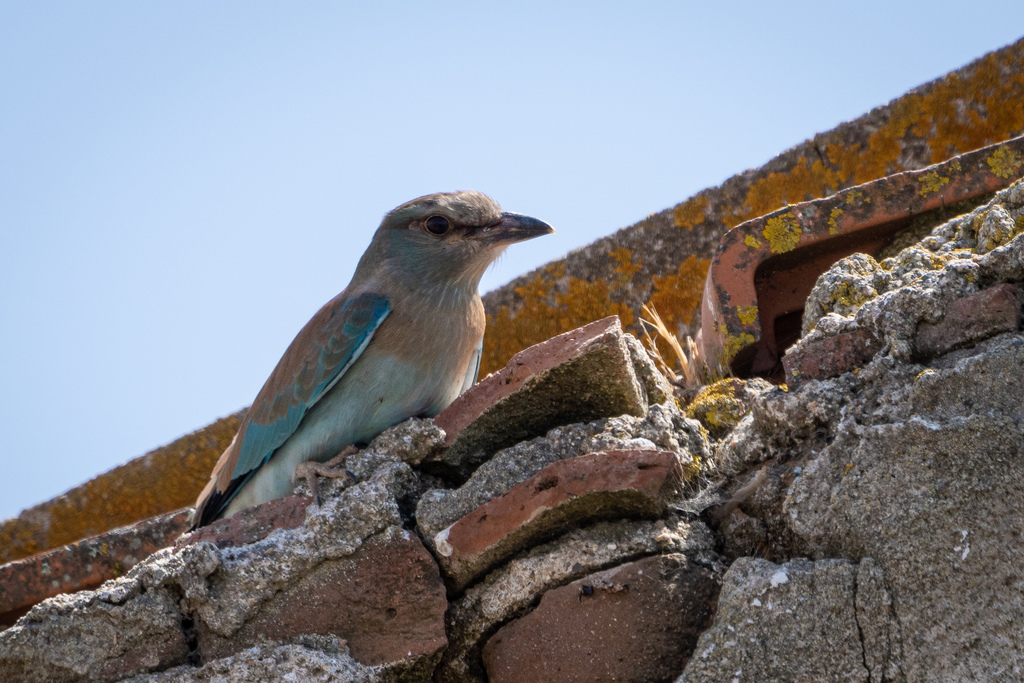 European Roller in July 2021 by Zé Fontes · iNaturalist