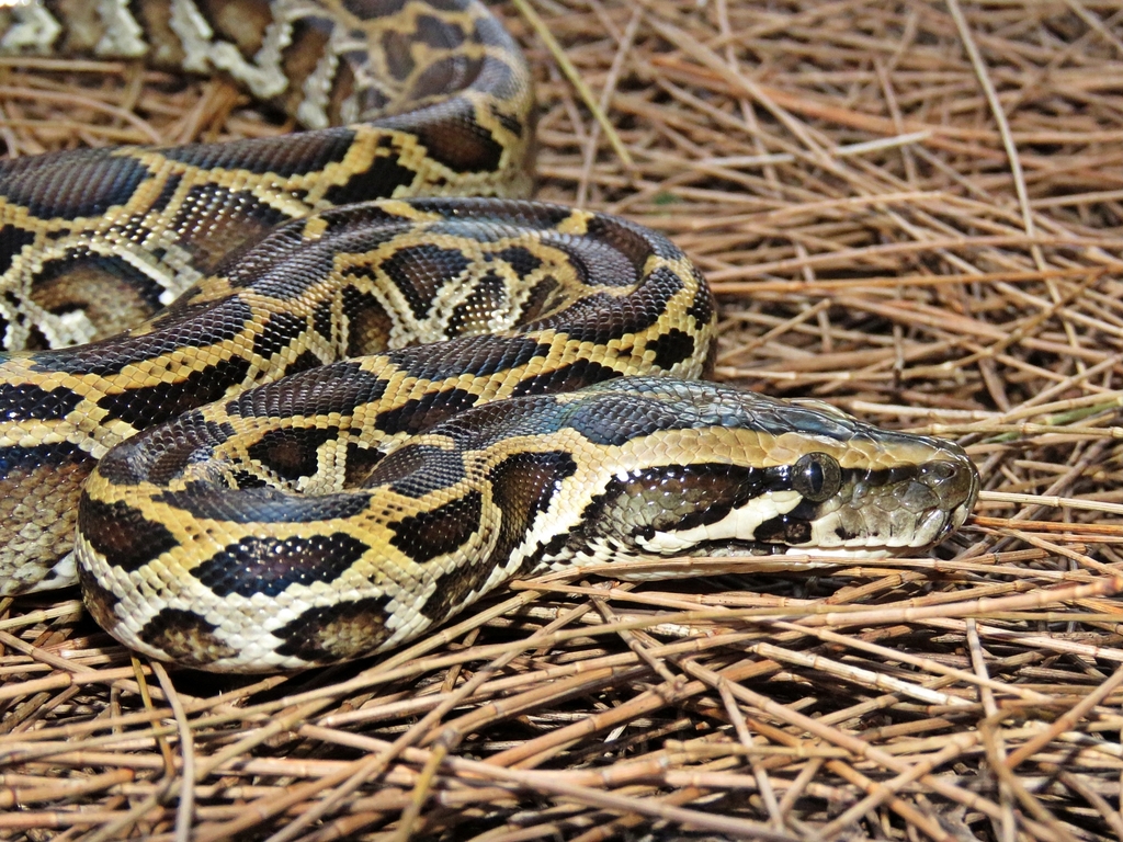 Burmese Python in August 2018 by thamnelegans24 · iNaturalist