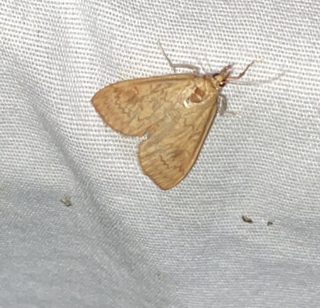 American Lotus Borer Moth from 655 Martin Ln, Seagoville, TX 75159, USA ...