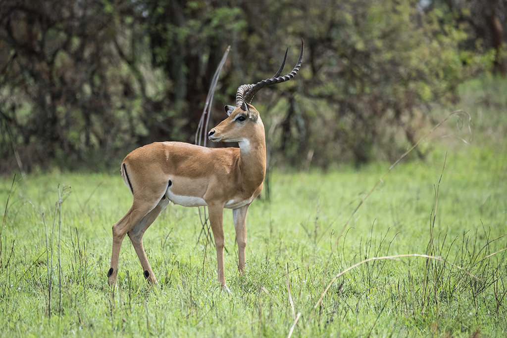 Common Impala from Kayonza, Rwanda on November 14, 2017 at 04:36 PM by ...