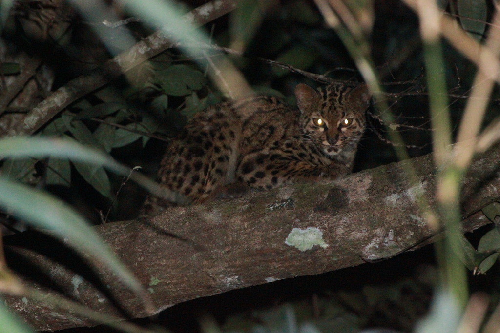 Marbled Cat in January 2015 by Akrachai Aksornneam · iNaturalist