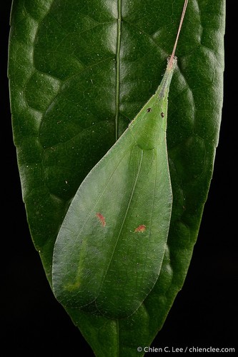 Phyllomimus borneensis · iNaturalist