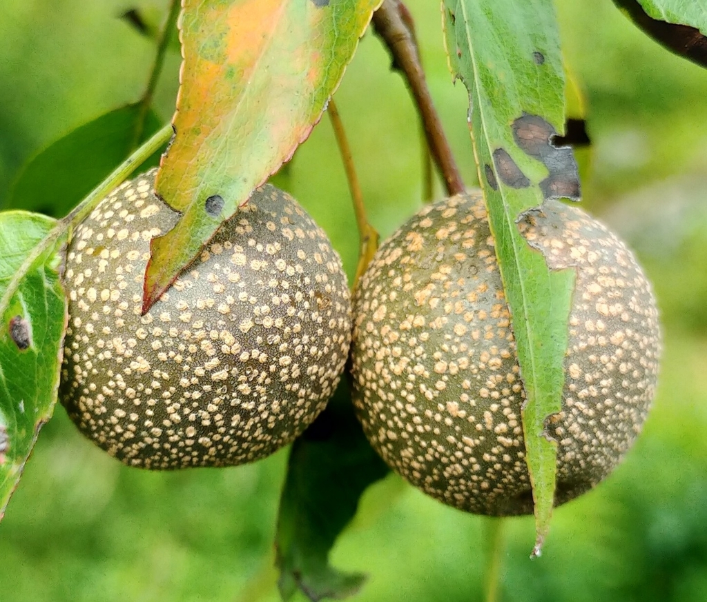 Himalayan Pear from Jalath, Uttarakhand 262554, India on July 24, 2021 ...