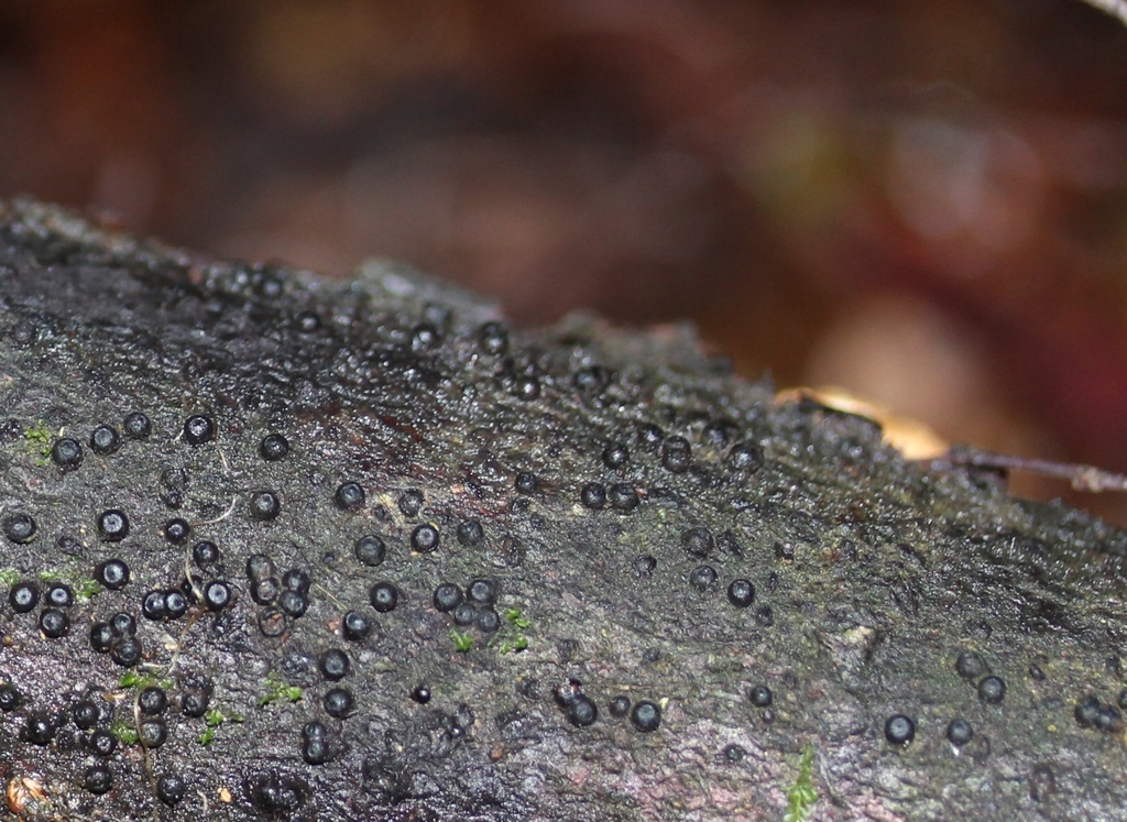 Annulohypoxylon bovei from Toolangi VIC 3777, Australia on June 20 ...