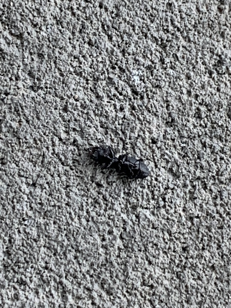 Big-headed Ground Beetle from Northern Liberties, Philadelphia, PA, US ...