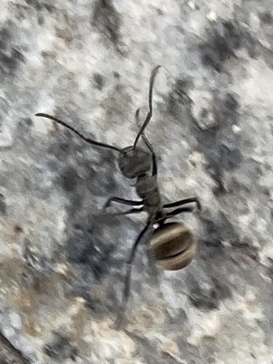 Rich Spiny Sugar ant from G76厦蓉高速, 黔东南苗族侗族自治州, 贵州省, CN on July 24, 2021 ...