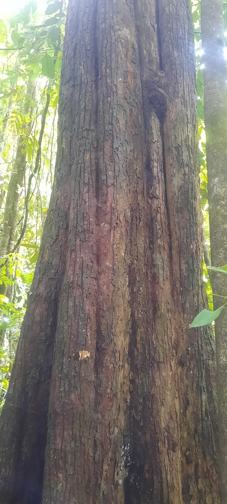 Minquartia guianensis in July 2021 by Rainforest Protector H2 · iNaturalist