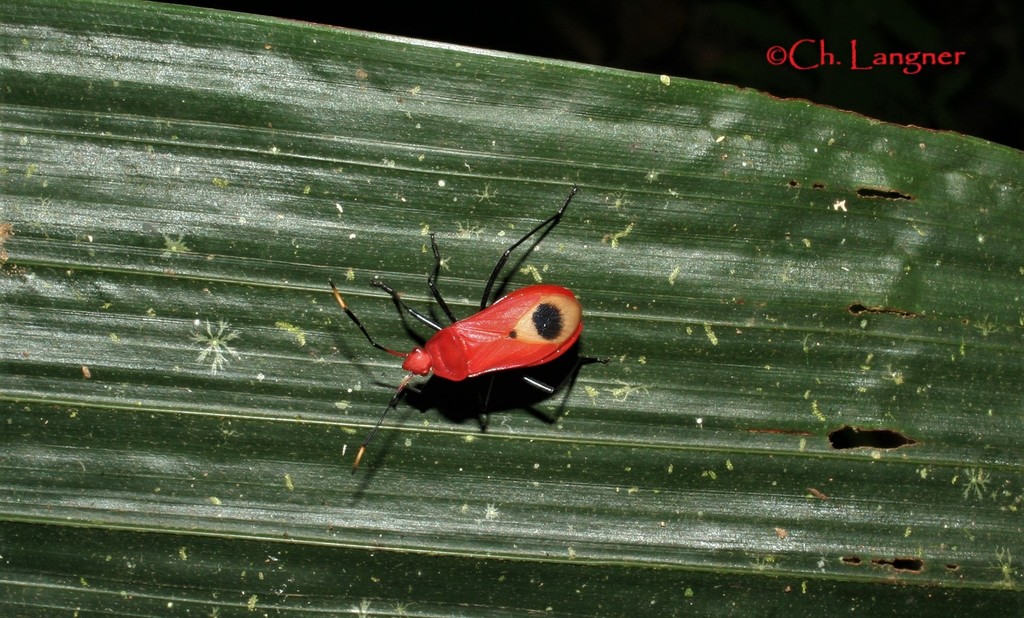 Dindymus rubricus from Lalut Birai research station Long Alango, Bahau ...