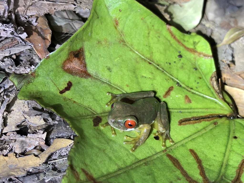 Red Eyed Tree Frog Habitat Map