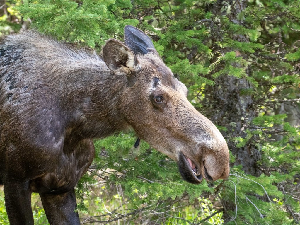 Moose from Teton County, WY, USA on May 28, 2021 at 12:52 PM by ...
