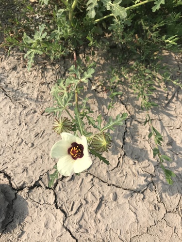 Observations by stephasaurus · iNaturalist