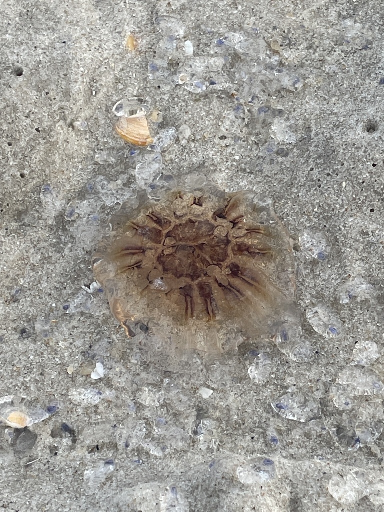 Dwarf Lion's Mane Jelly from Robert Moses State Park - Long Island ...