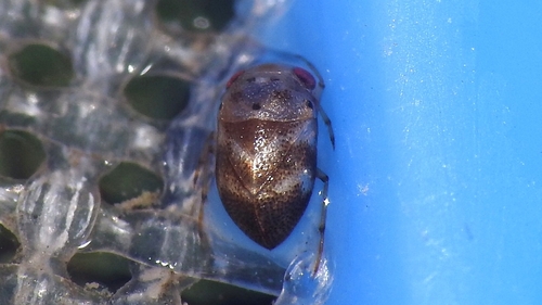 Paraplea liturata · iNaturalist