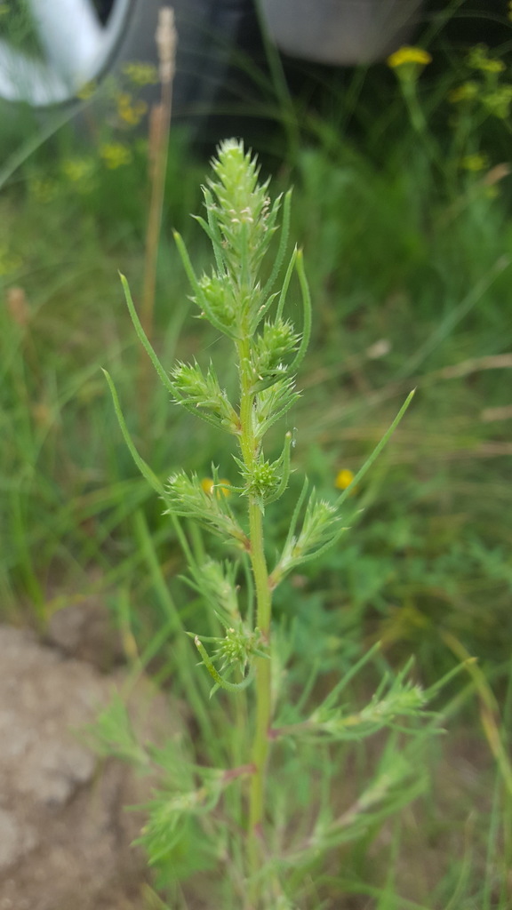 Slender Russian-thistle from Ömnödelger, Hentiy, Mongolia on July 20 ...