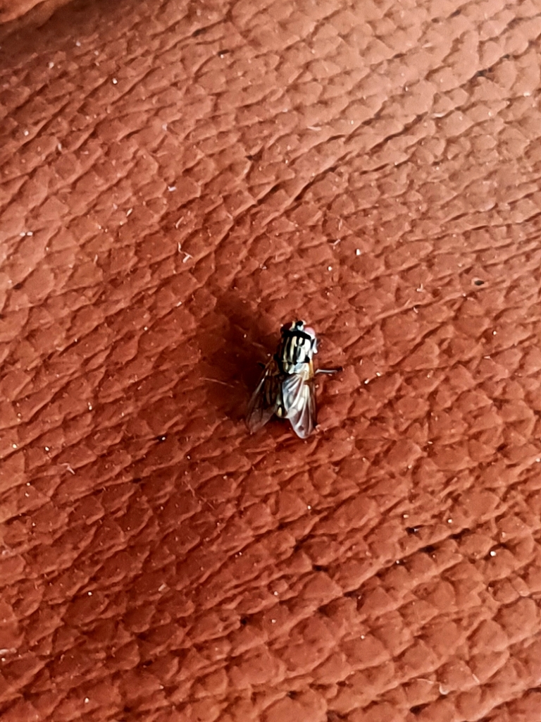 Calyptrate Flies from Banaran Barat, Bandarjo, Kec. Ungaran Bar ...