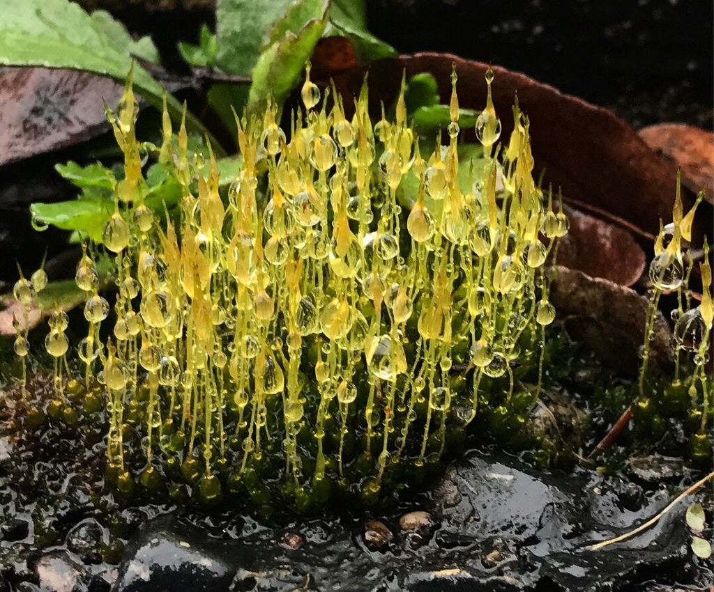 Phylum Bryophyta Mosses