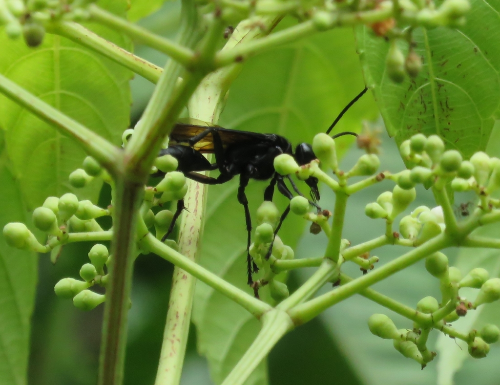 Sphex subtruncatus from Bukit Batok Nature Park on July 25, 2021 at 11: ...