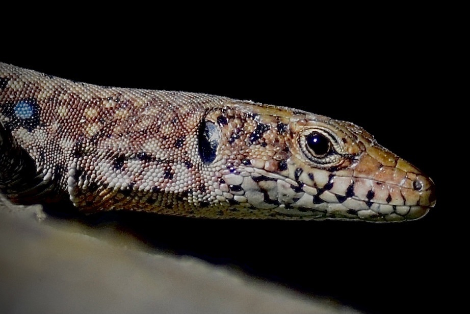 Greek Rock Lizard in July 2021 by Mr Morton · iNaturalist