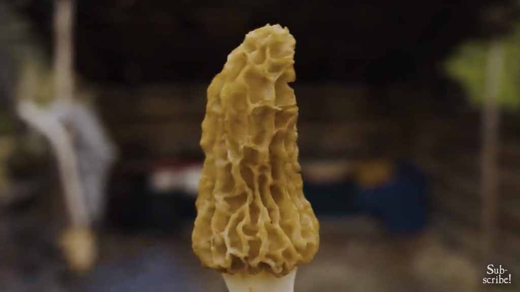 Yellow Morel from Kayforce Road, Ocean View, Otago, NZ on July 25, 2021 ...