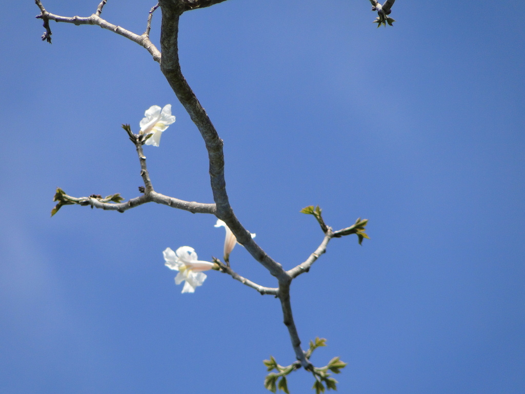 White Ipê from Itajá - GO, 75815-000, Brasil on May 16, 2016 at 12:33 PM by James Dean Leal ...