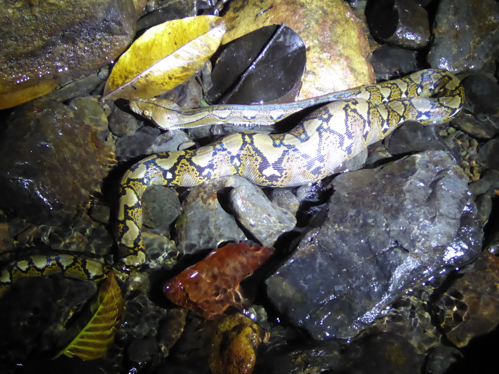 Reticulated Python from Mukim di Amo, Brunei on March 23, 2018 at 03:09 ...