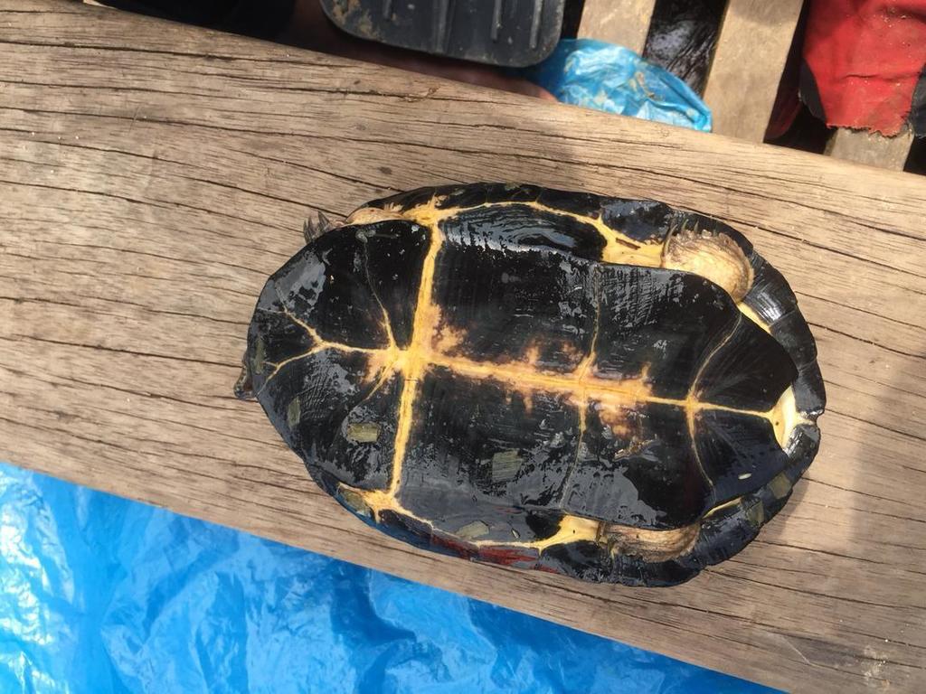 West African Black Forest Turtle in July 2021 by Siren Sighting Network ...
