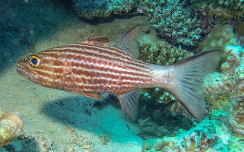 Tiger Cardinalfish (Cheilodipterus macrodon) · iNaturalist