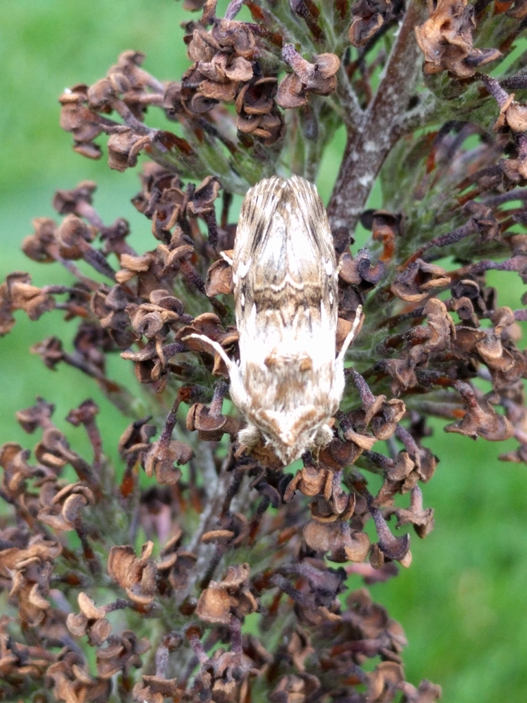 Toadflax Brocade Moth from Bournville, Birmingham B30, UK on July 25 ...