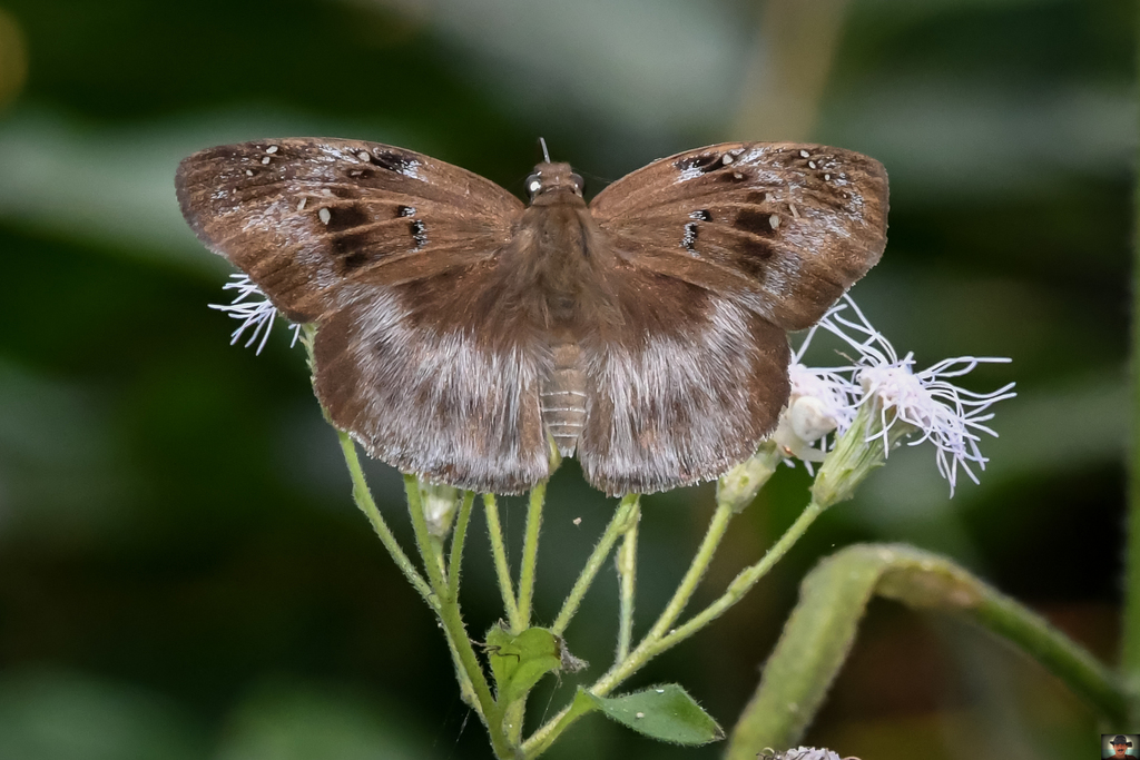 Clouded Flat in July 2021 by Rogério Ferreira · iNaturalist