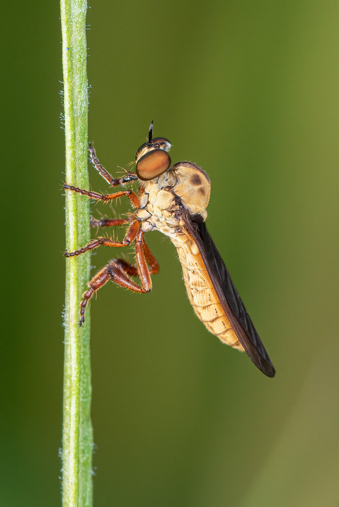 Gnat Ogres from 4659 Tealtown Rd, Milford, OH 45150, USA on July 22 ...
