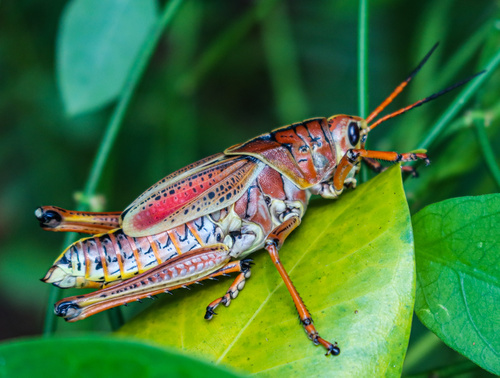 Observations by shaymas_macamus · iNaturalist