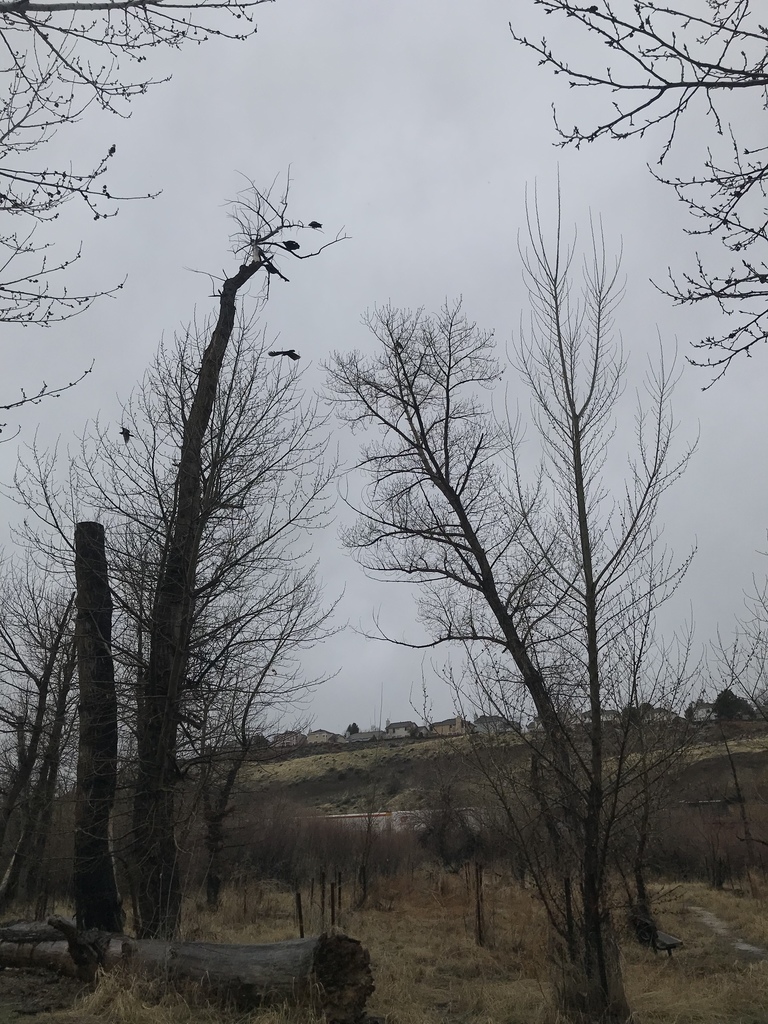 Turkey Vulture from Sack Park, Reno, NV, US on March 22, 2018 at 01:01 ...