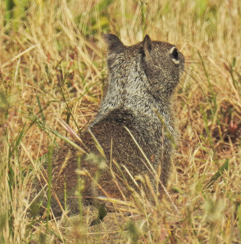 Observations by shaymas_macamus · iNaturalist