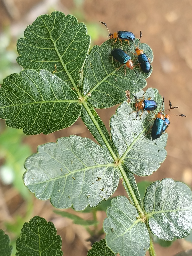 Skeletonizing Leaf and Flea Beetles from Tepoztlán, Mor., México on ...
