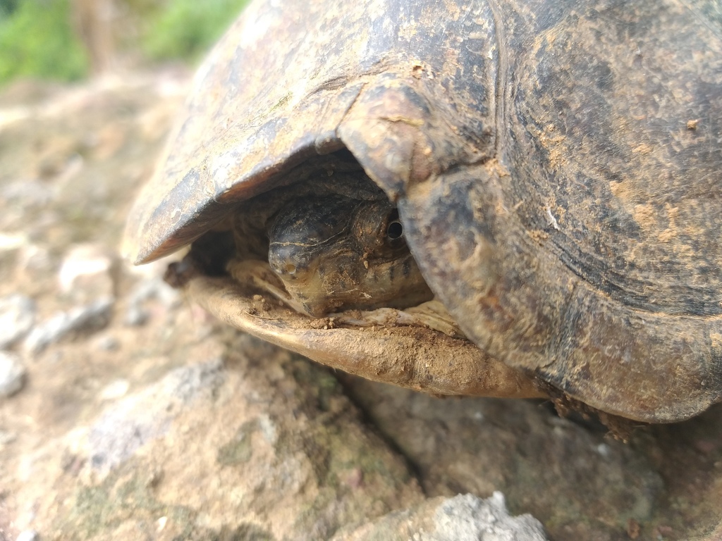 Mexican Mud Turtle from Tepoztlán, Mor., México on June 26, 2021 at 11: ...