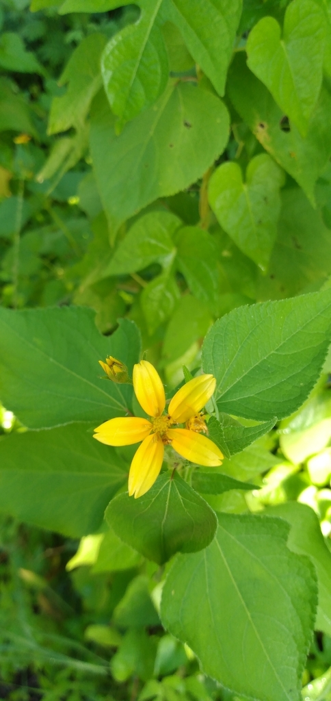 Baltimora recta from Yuc., México on July 25, 2021 at 07:55 AM by ...