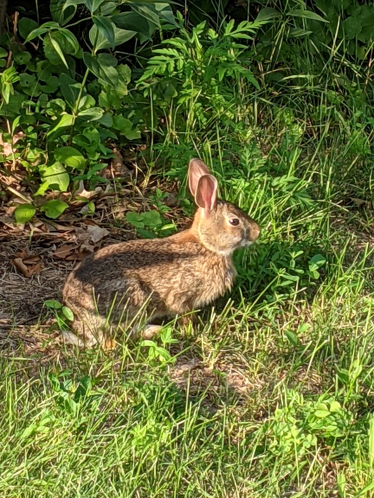 Eastern Cottontail from High Park on July 25, 2021 at 06:16 PM by Irene ...