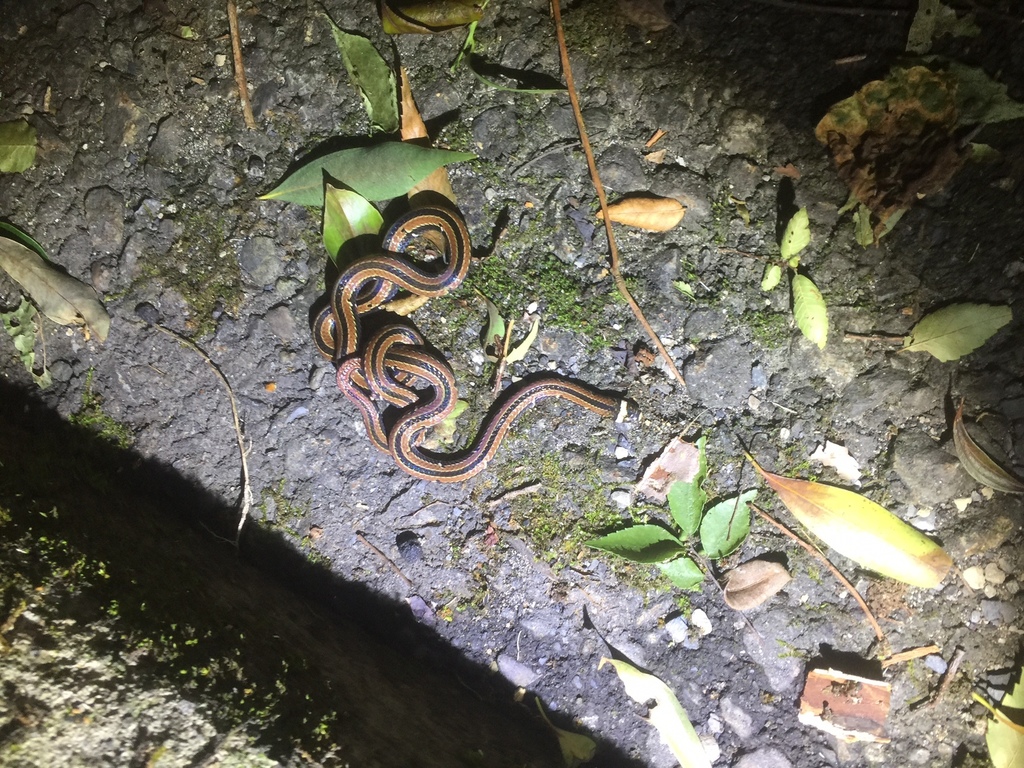 Taiwan Coral Snake in July 2021 by ihenglan · iNaturalist