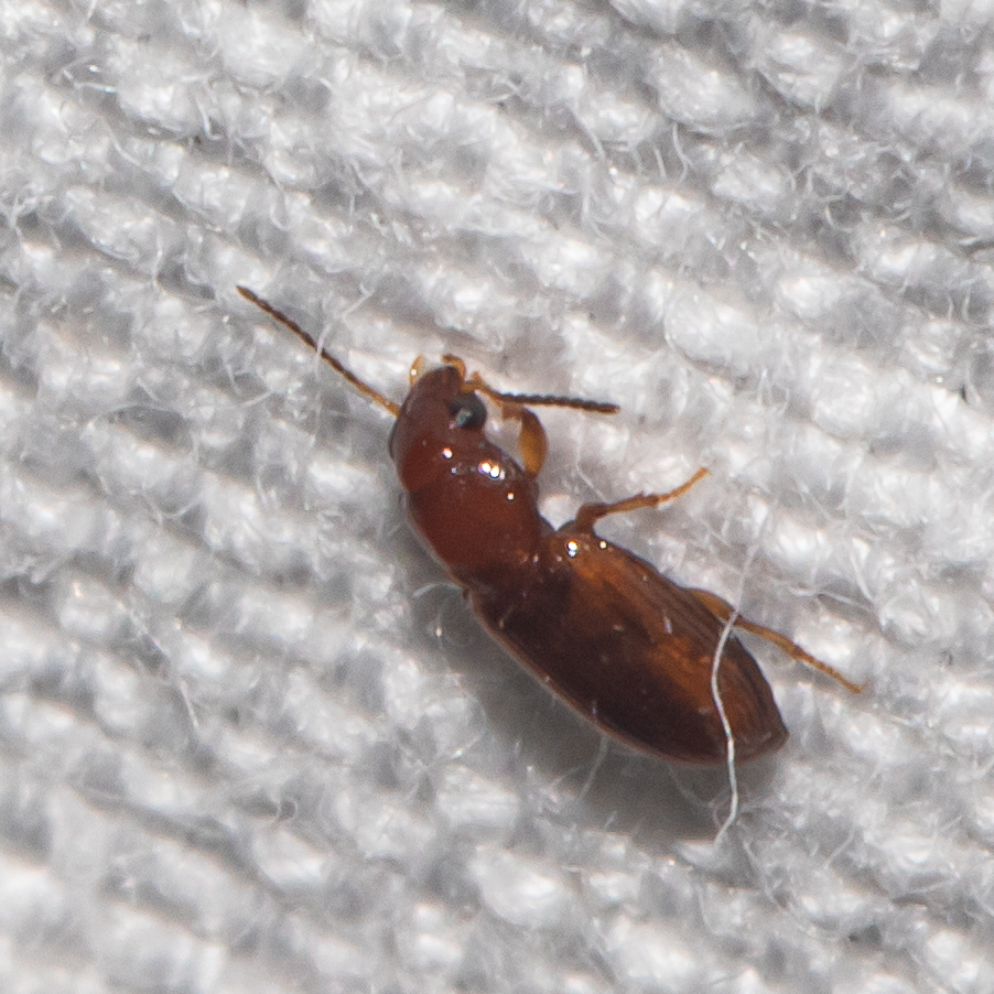 Acupalpus testaceus from Anne Arundel, Maryland, United States on July ...