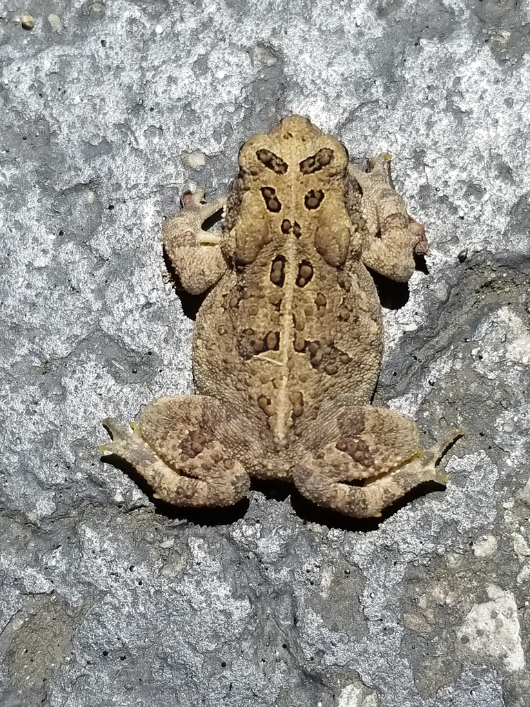 American Toad from Chester Township, OH 44026, USA on July 25, 2021 at ...