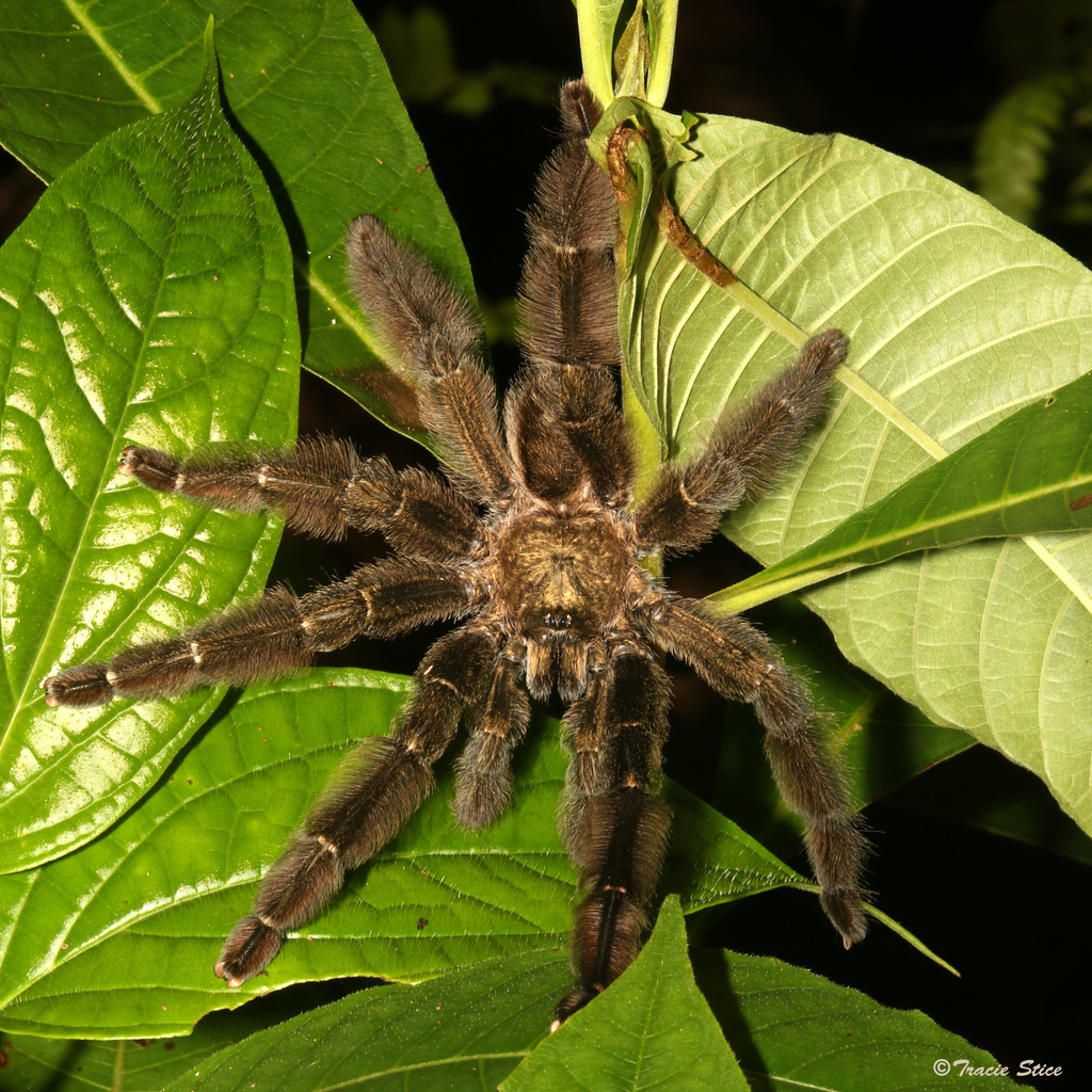 Costa Rican orangemouth tarantula from Drake Bay, Costa Rica on July 18 ...