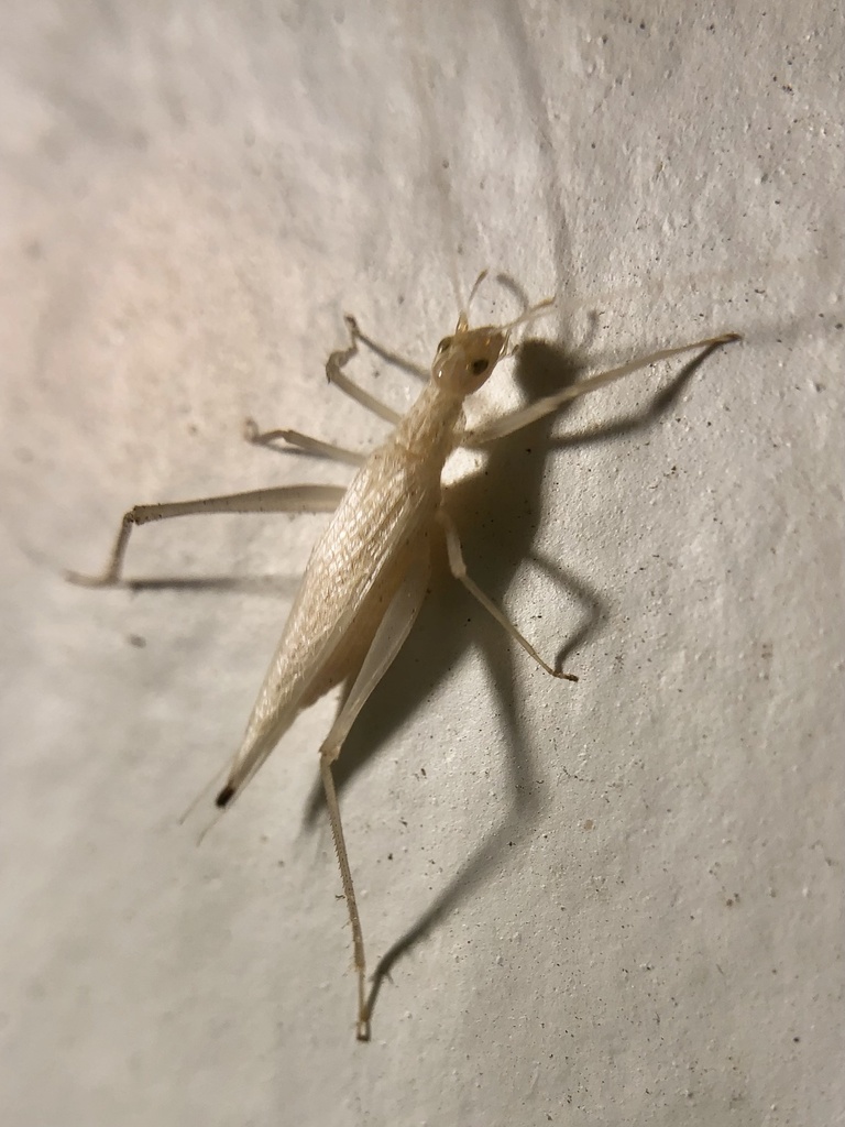 Common Tree Crickets from Grant Rd, Los Altos, CA, US on July 25, 2021 ...