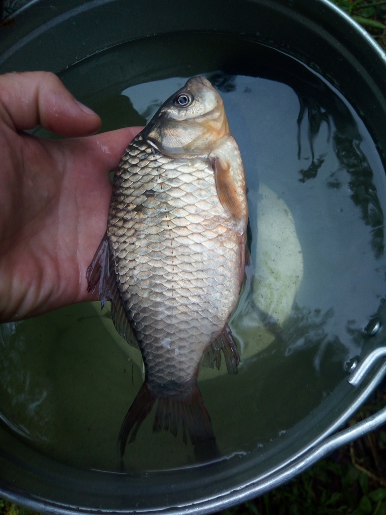 Prussian Carp from Chebulinskiy rayon, RU-KE, RU on July 26, 2021 at 09 ...